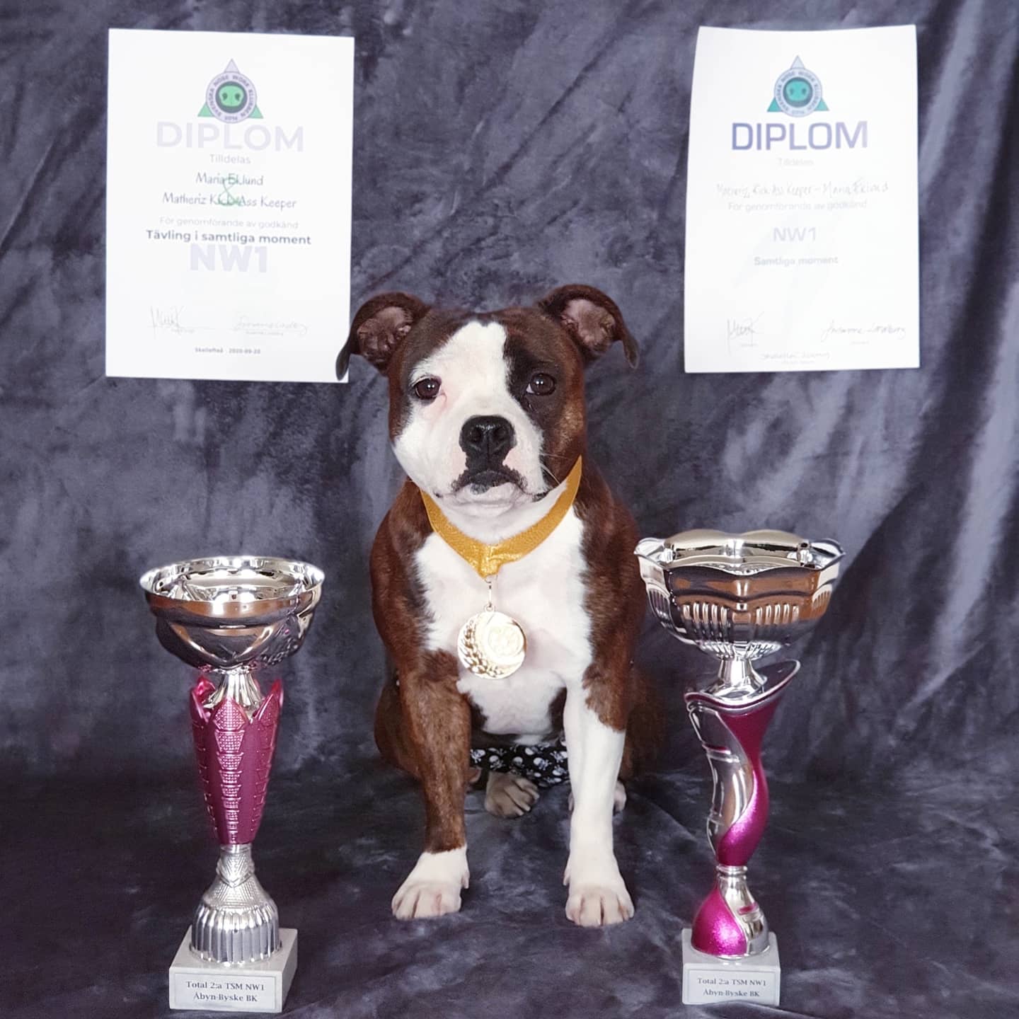 HEYAB Hund – Hund för Alla