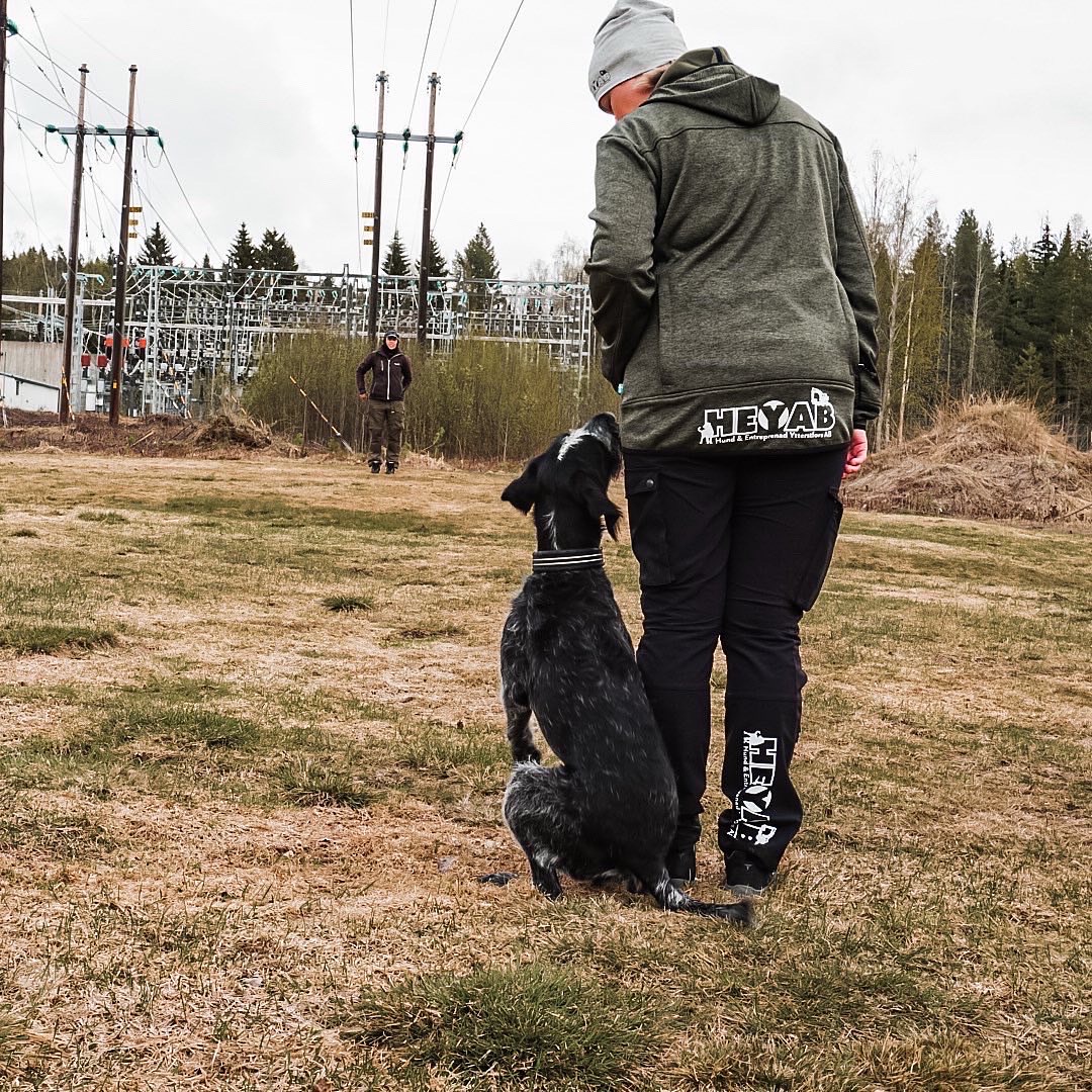Hundåret 2022 – HEYAB Hund